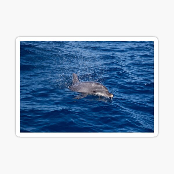 "Flipper" Sticker by chloemay | Redbubble