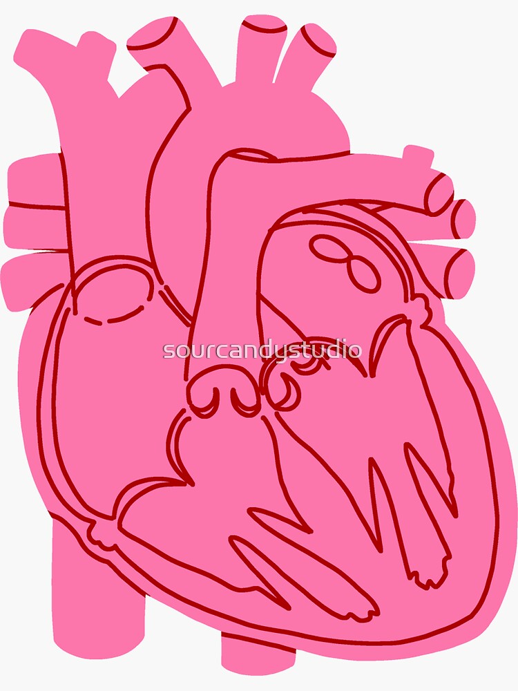 "Valentine's Day Anatomical Heart" Sticker by sourcandystudio | Redbubble