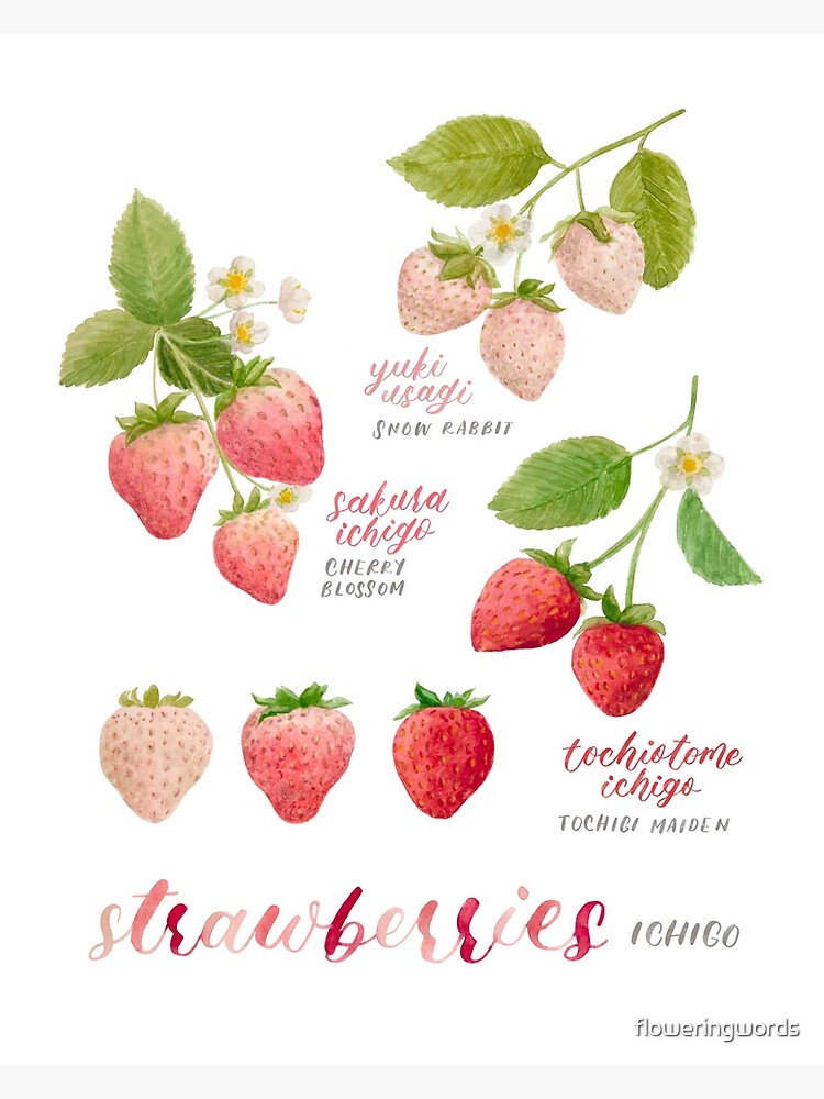 "Japanese Strawberries Watercolour Painting and Chart with Calligraphy ...