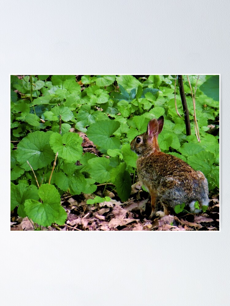 "Eastern Cottontail Rabbit" Poster for Sale by dahlymama | Redbubble