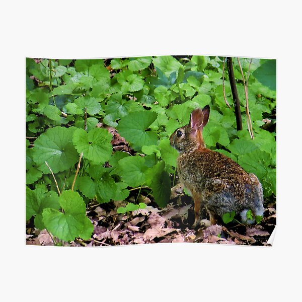 "Eastern Cottontail Rabbit" Poster for Sale by dahlymama | Redbubble