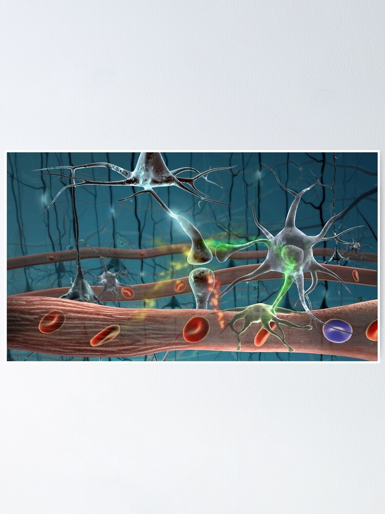 "Nervous System, Neurons, Medical Illustration" Poster for Sale by ...