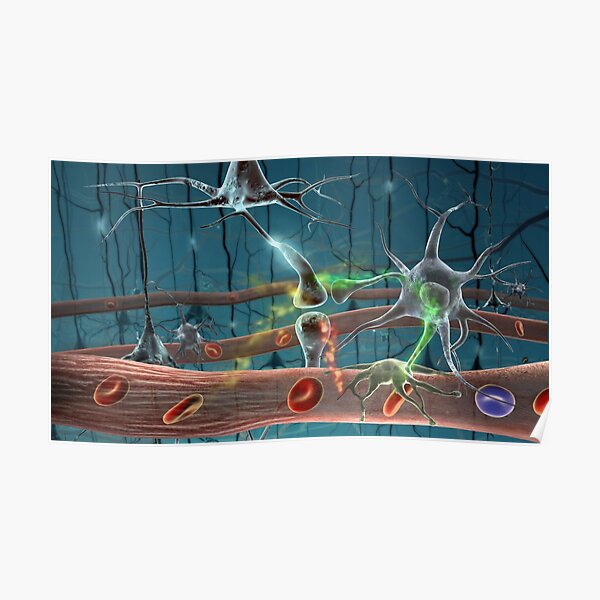 "Nervous System, Neurons, Medical Illustration" Poster for Sale by ...