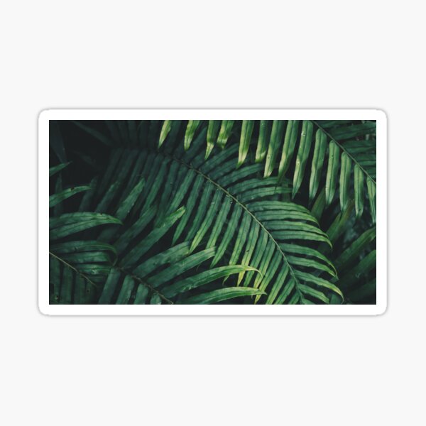 "palm leaves" Sticker by badgermark | Redbubble