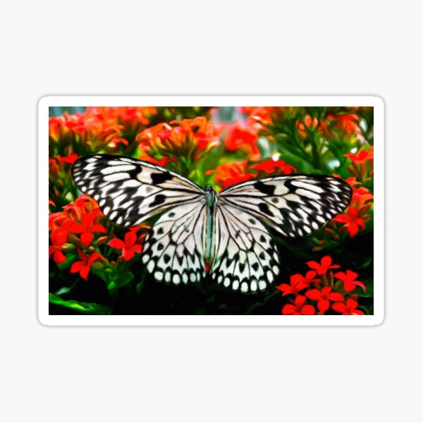 "White Wings" Sticker by SMSFineArt | Redbubble