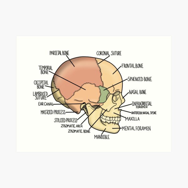 "Cranial Bones and Sutures" Art Print for Sale by Kru22 | Redbubble
