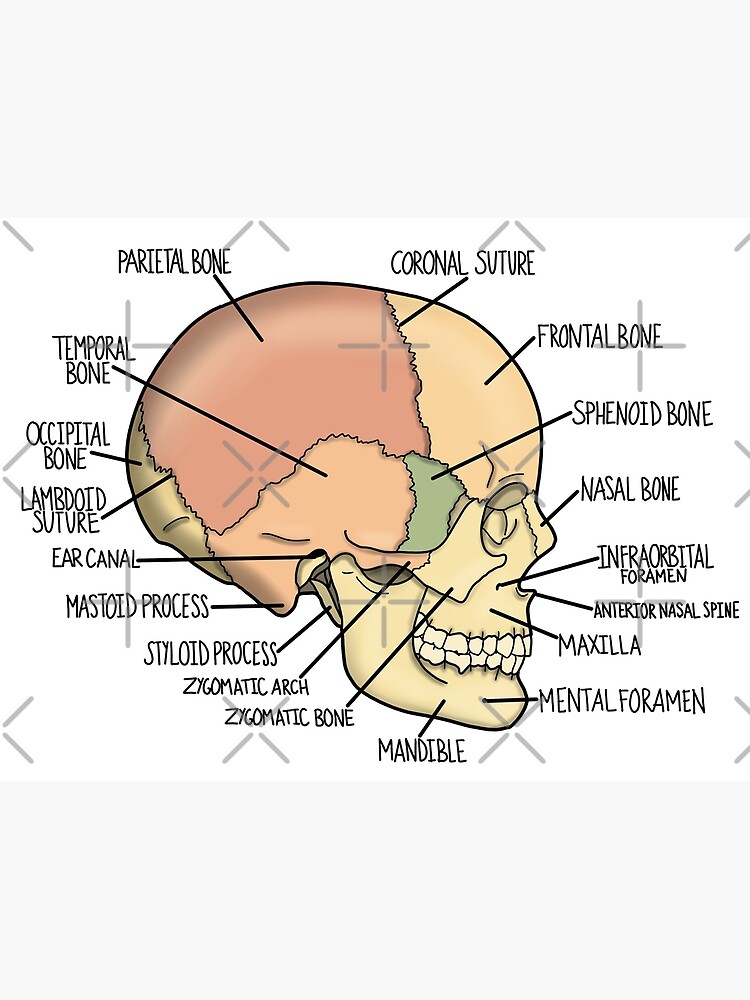 "Cranial Bones and Sutures" Art Print for Sale by Kru22 | Redbubble