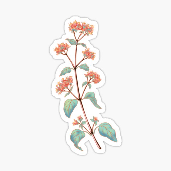 "Oregano Plant Illustration" Sticker by arianavilchis | Redbubble