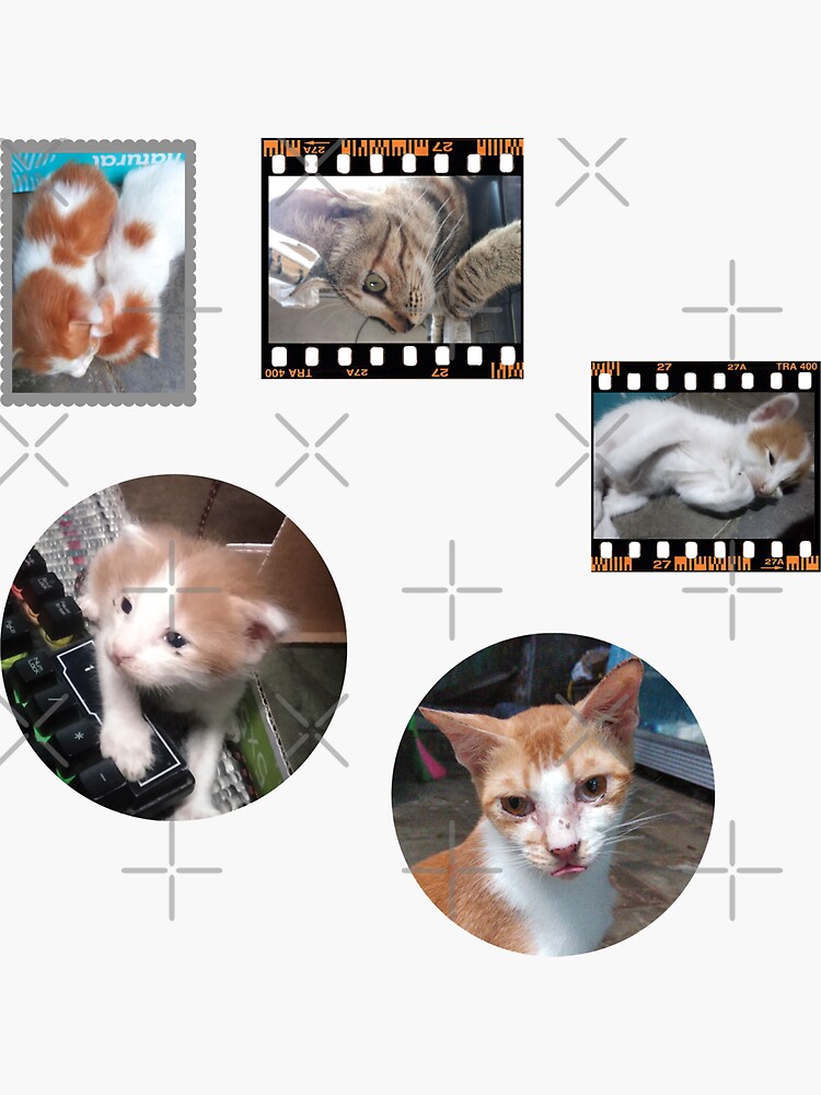"Cute kitty cat Sticker pack" Sticker by CatBertanduk | Redbubble