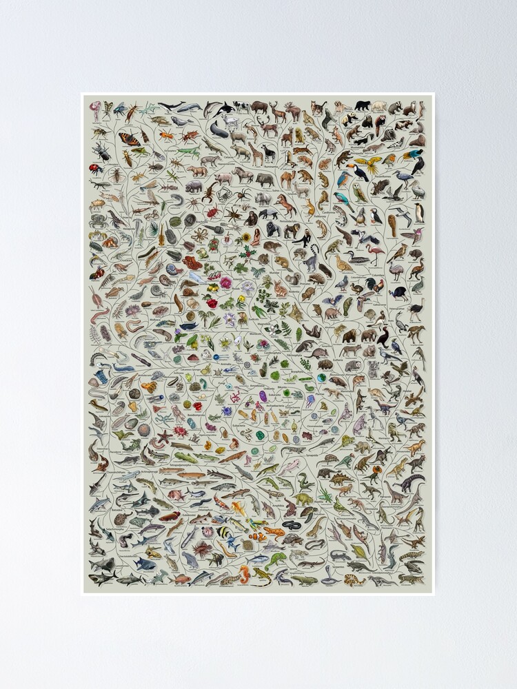 "Tree of Life Poster - Animal and Plant Evolution - Colour (Scientific ...