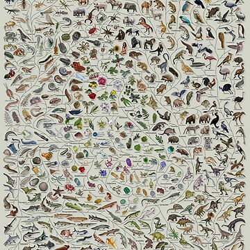 "Tree of Life Poster - Animal and Plant Evolution - Colour (Scientific ...