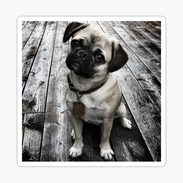 "puppy dog sitting down" Sticker by NIGEL365 | Redbubble