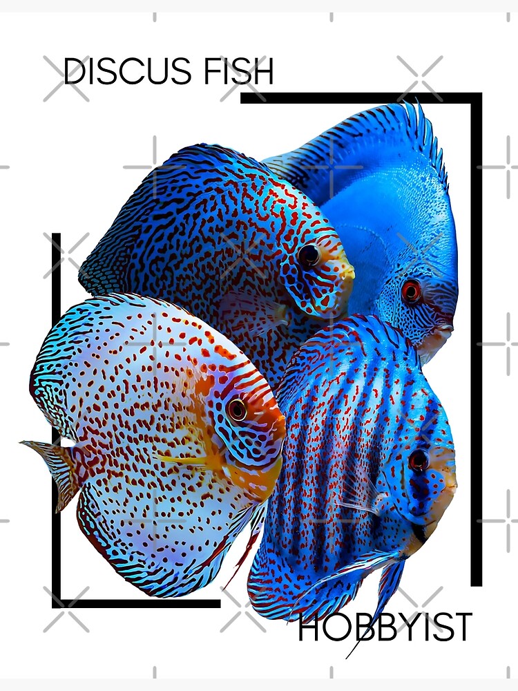 "Discus Fish" Poster by GFishy | Redbubble