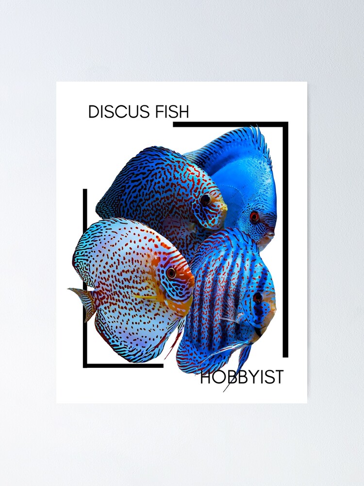"Discus Fish" Poster for Sale by GFishy | Redbubble