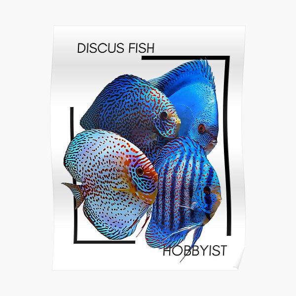 "Discus Fish" Poster by GFishy | Redbubble