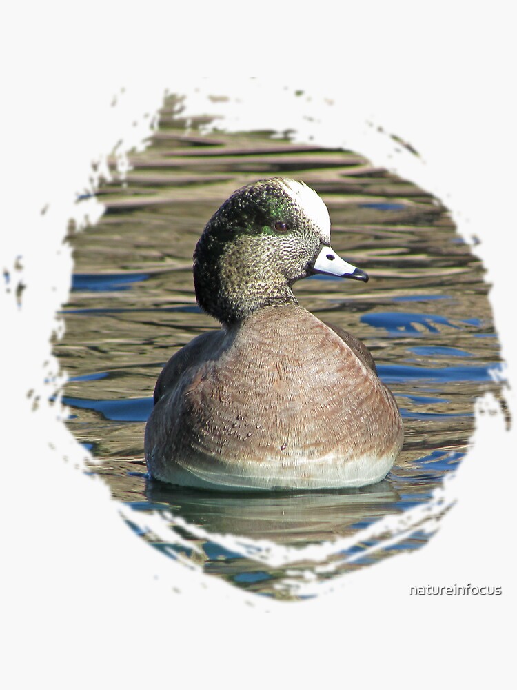 "Sophisticated Duck Male Wigeon Photo Lake Wildlife " Sticker by ...