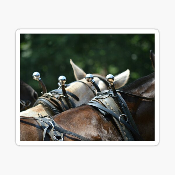 "Draft Harness" Sticker by Tperault | Redbubble