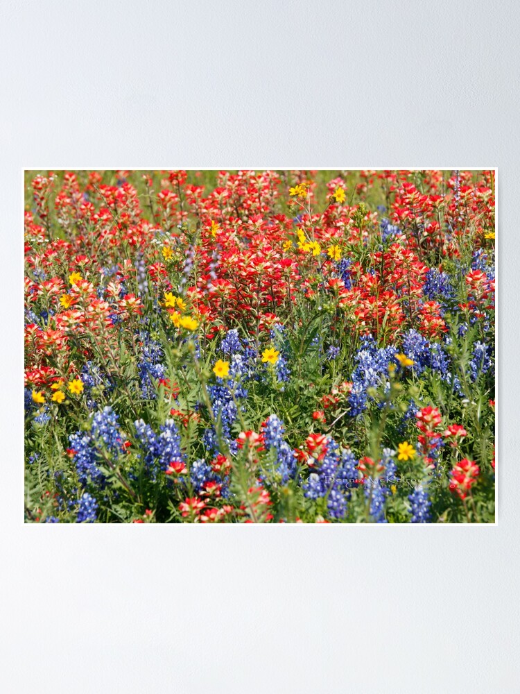 "Patch of Wildflowers (High res)" Poster for Sale by Cmckelroy | Redbubble
