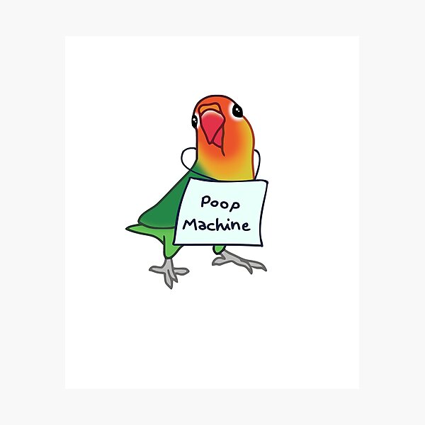 "Fischer's Lovebird - Poop Machine" Photographic Print by ...