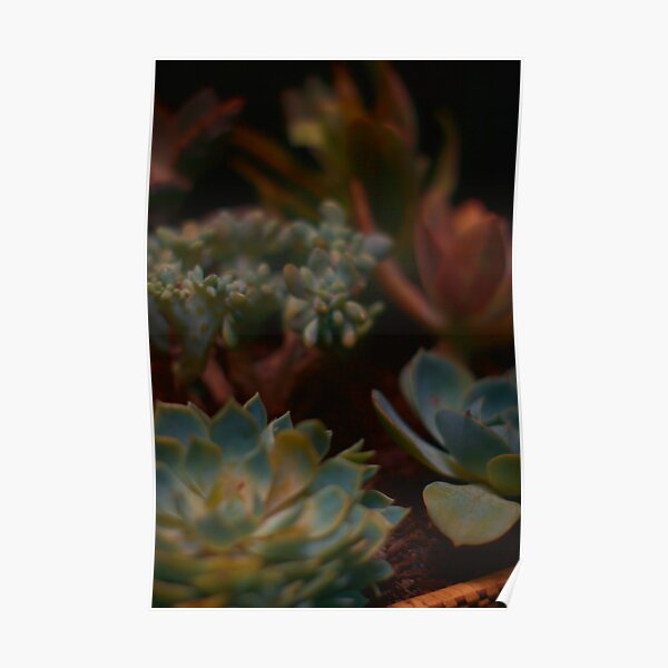 "Beautiful succulents " Poster for Sale by espefloresca | Redbubble