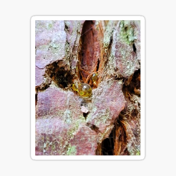 "Sap on a Red Cedar" Sticker for Sale by TheWanderer85 | Redbubble