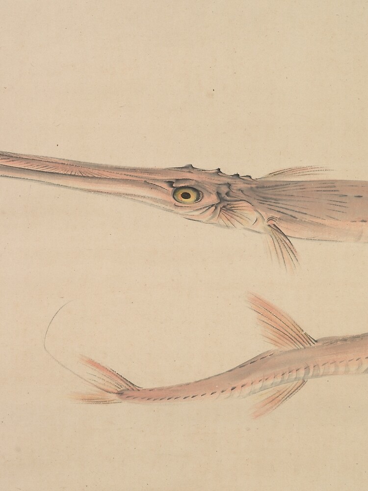 "Needlefish (Yagara)" Graphic T-Shirt for Sale by japanese-ukiyoe ...