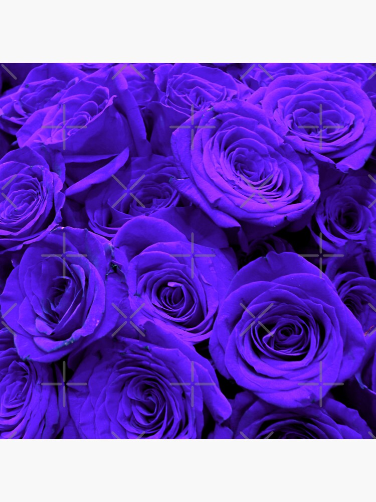 "Periwinkle roses | very peri Roses - romantic blue periwinkle floral ...