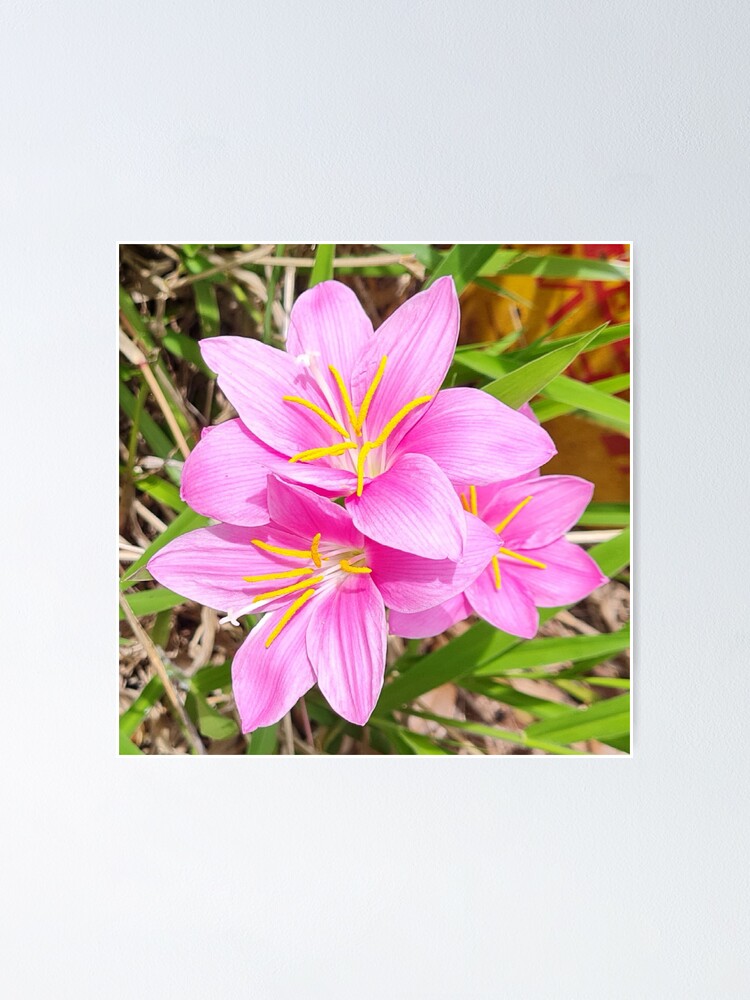 "Storm lily. Lilies. Group of. Hidden gem. No#3. Photo" Poster by ...