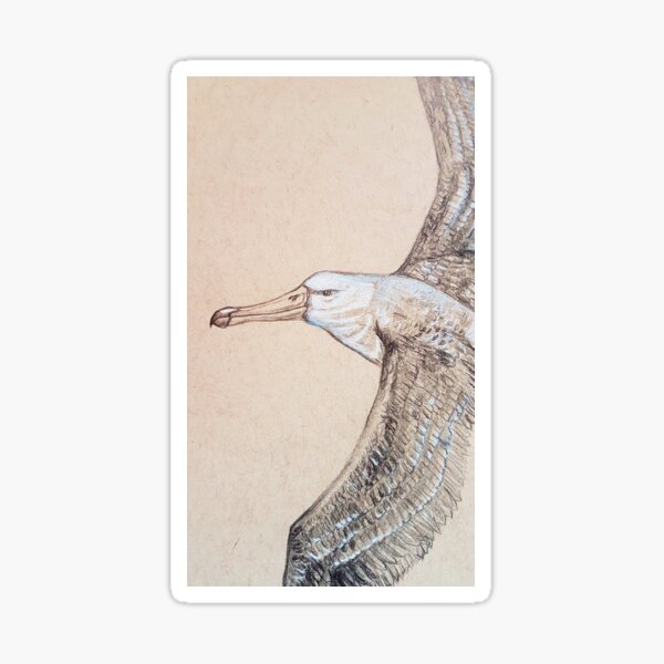 "Albatross bird art " Sticker for Sale by LizLovell | Redbubble