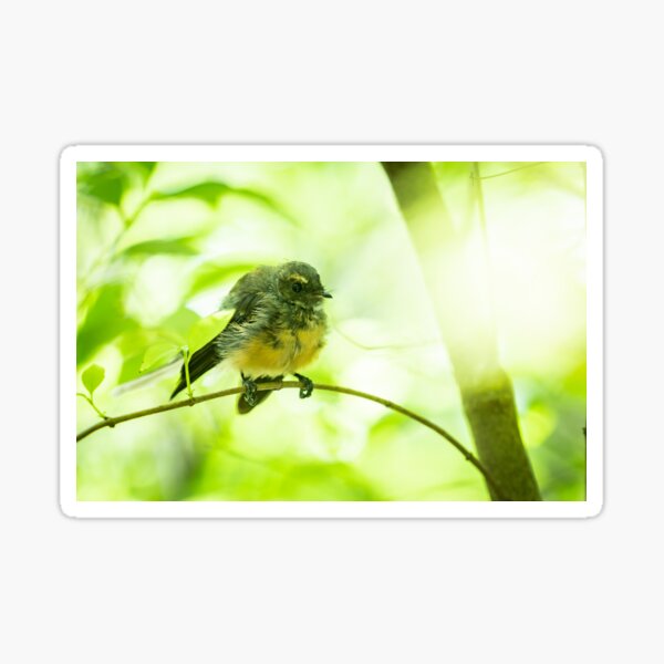 "New Zealand fantail in tree with defocussed leaves and branches ...