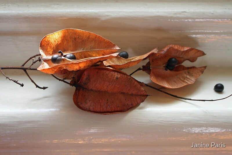 "still life of seed pods" by Janine Paris | Redbubble