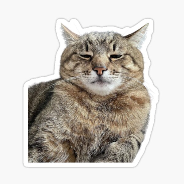 "cat meme face" Sticker for Sale by jassine11 | Redbubble