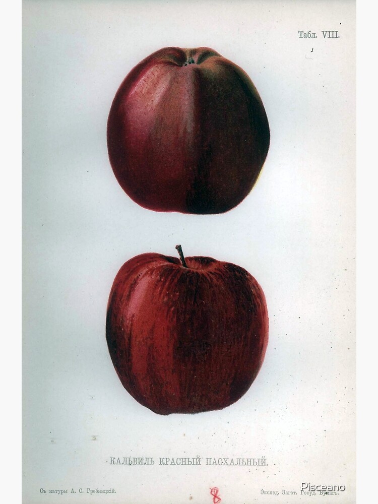 "Russian Print of Fruit 8" Poster for Sale by Pisceano | Redbubble
