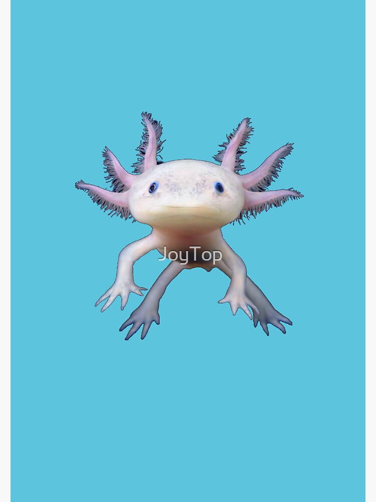 Ajolote Azul Stock Illustration „Axolotl“ | Adobe Stock