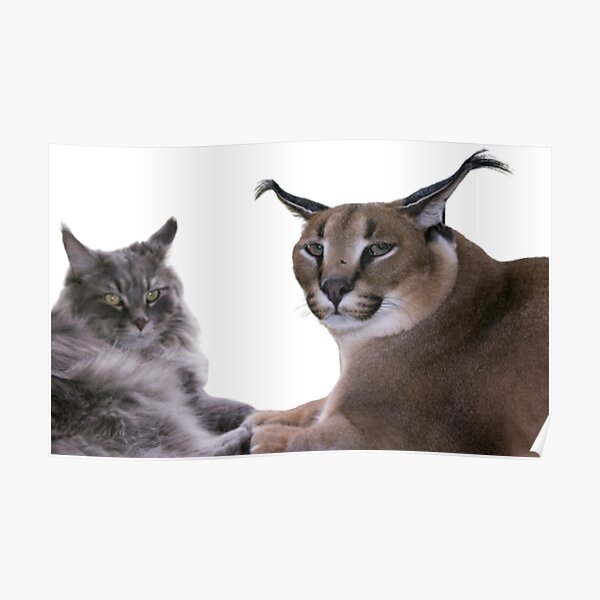 "Floppa with Friend" Poster for Sale by MemeDealer3 | Redbubble