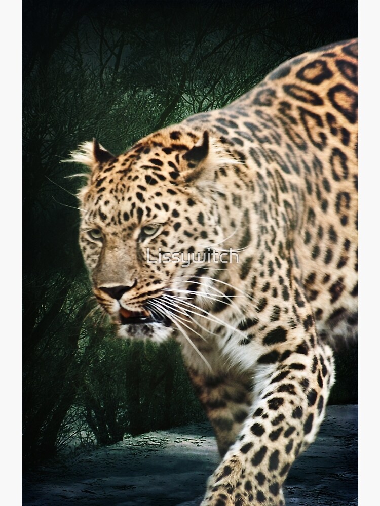 "Amur Leopard" Poster by Lissywitch | Redbubble