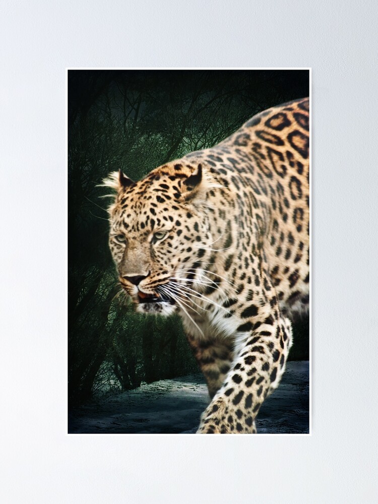 "Amur Leopard" Poster by Lissywitch | Redbubble