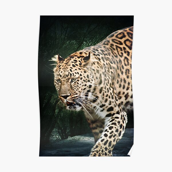 "Amur Leopard" Poster by Lissywitch | Redbubble