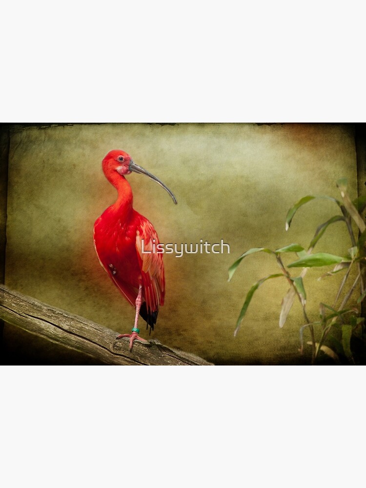 "Show off!" Poster by Lissywitch | Redbubble