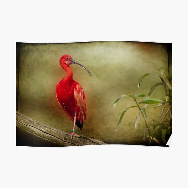 "Show off!" Poster by Lissywitch | Redbubble