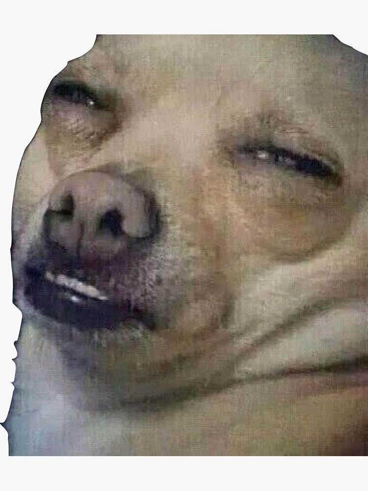 Perro Impactado Memes