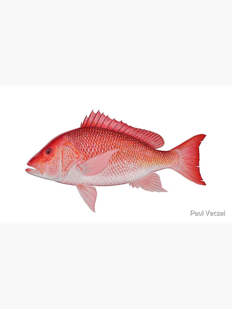 Lámina fotográfica «Pargo rojo (Lutjanus campechanus)» de pvecsei ...