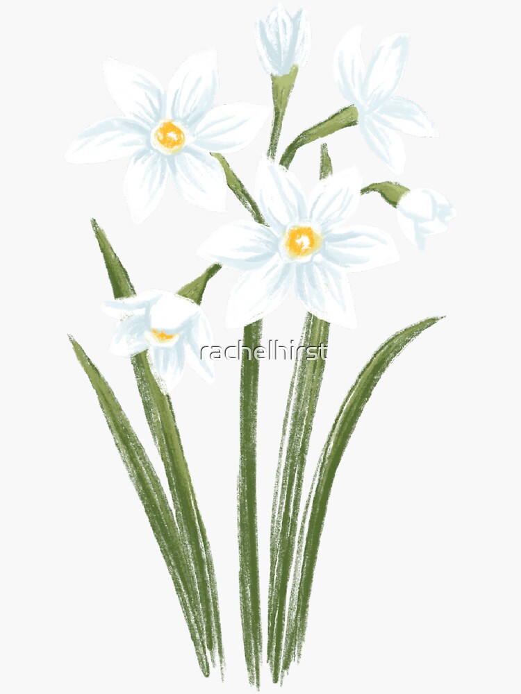 "Paperwhites Drawing - narcissus paperwhite floral illustration ...