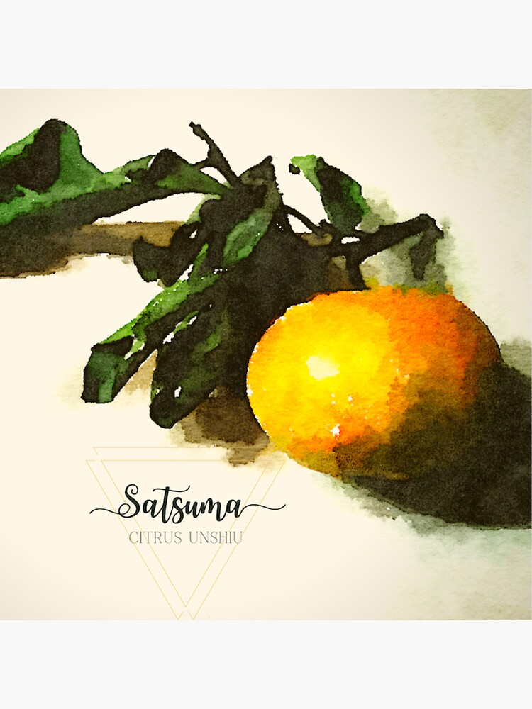 "Satsuma Watercolor " Sticker for Sale by wanderedsouth | Redbubble