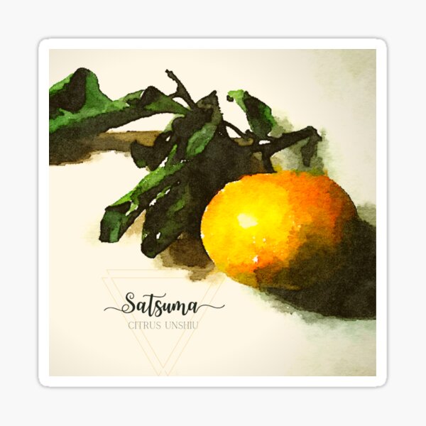 "Satsuma Watercolor " Sticker for Sale by wanderedsouth | Redbubble