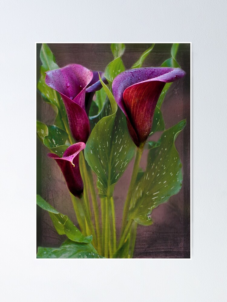 "Calla Lily" Poster for Sale by Lissywitch | Redbubble