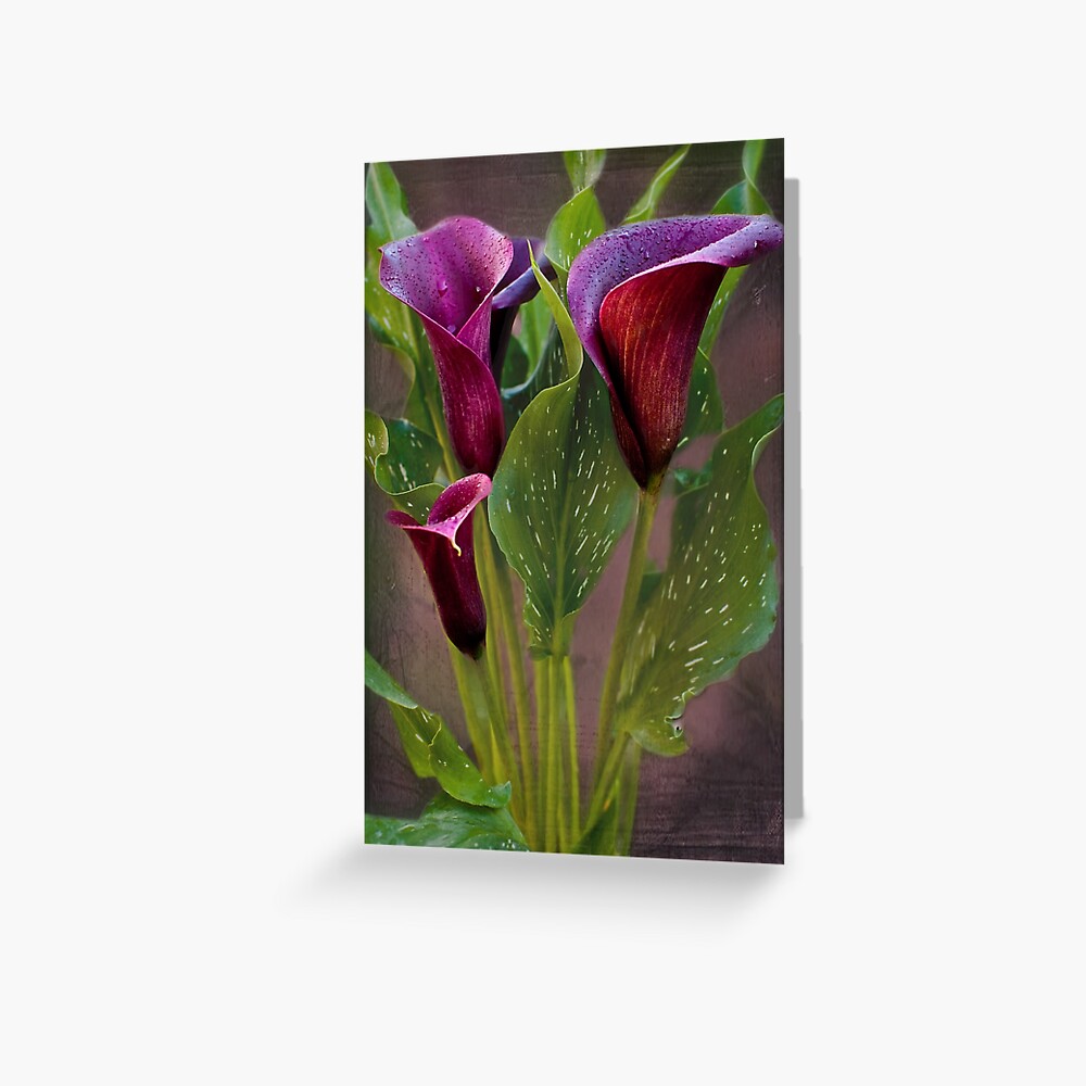 "Calla Lily" Greeting Card by Lissywitch | Redbubble
