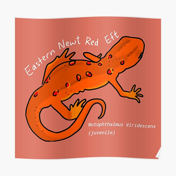 "Classic Red Eft" Poster for Sale by GreenlundCNTNT | Redbubble