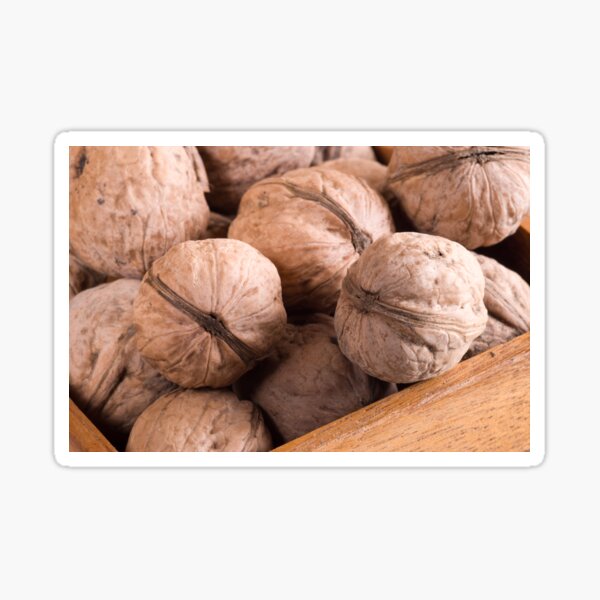"Macro view of a group of walnuts" Sticker for Sale by vladromensky ...
