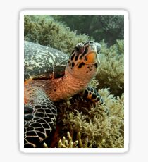 Apo: Stickers | Redbubble